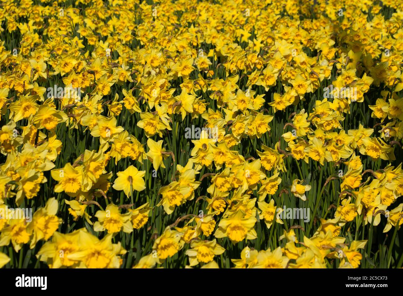 Dense plantings of Daffodils burst forth in early spring to give a ...