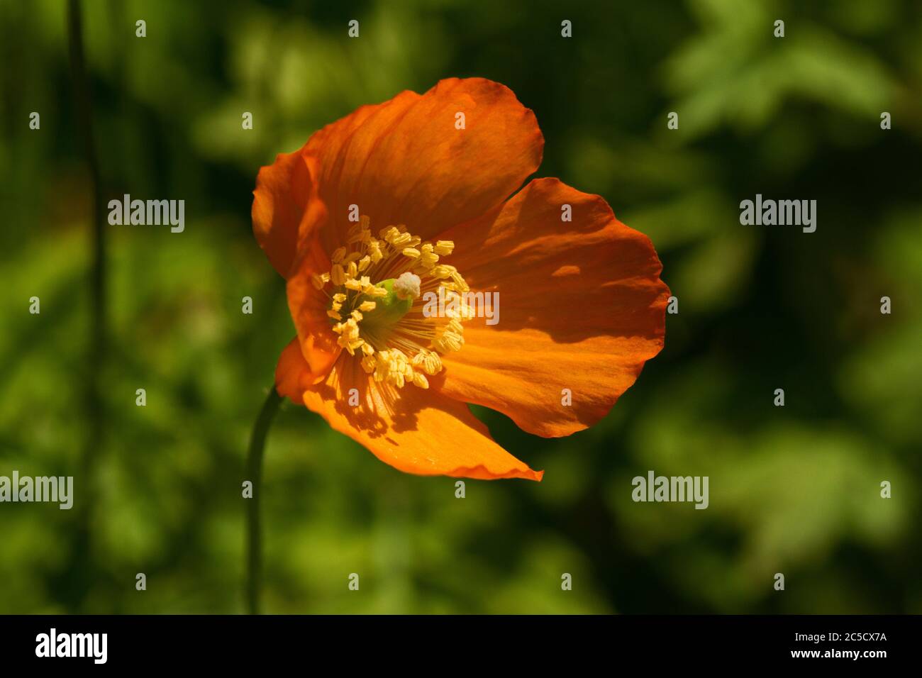 Native to the western British Isles the yellow Welsh Poppy has ...