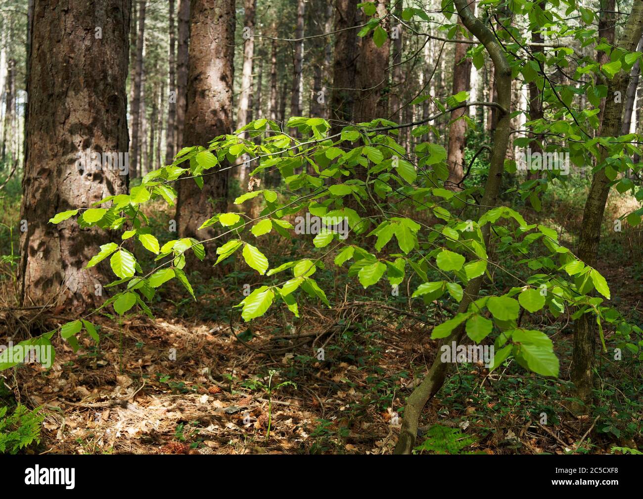 New leaves on beech trees (Fagus sylvatica) in an area of mixed ...
