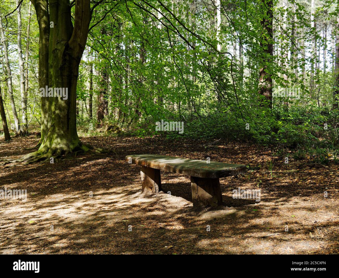 New leaves on beech trees (Fagus sylvatica) in an area of mixed ...