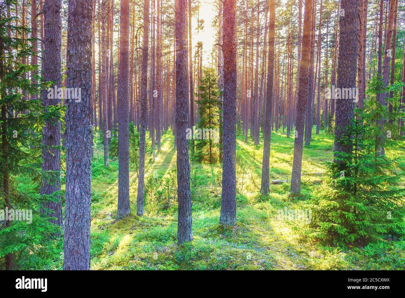 forest at dawn brightened the rays of the sun Stock Photo - Alamy