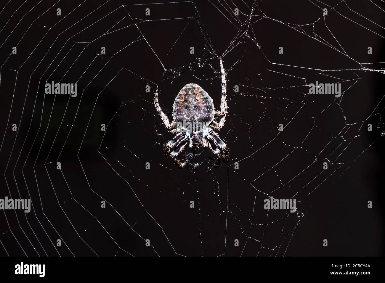 Nuctenea umbratica, the walnut orb-weaver spider creating trap Stock ...