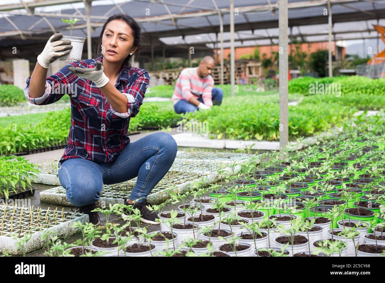 Experienced Peruvian female farmer working in greenhouse, checking ...