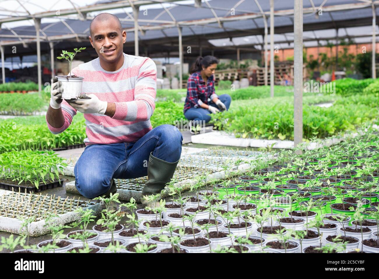 Professional gardeners grow potted plants in orangery Stock Photo - Alamy