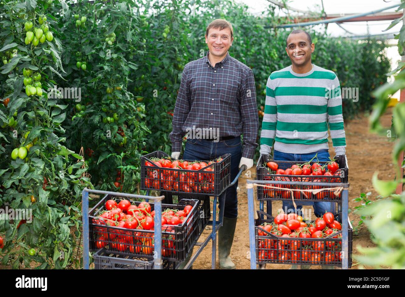 Smiling latino and caucasian men engaged in harvesting tomatoes at ...