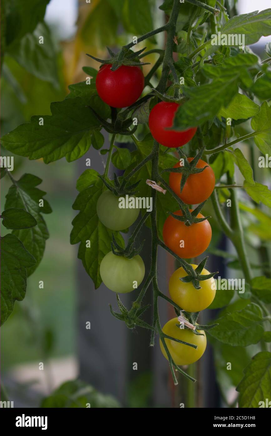 Cascading red cherry tomatoes on their plant growing. Rapunzel variety ...