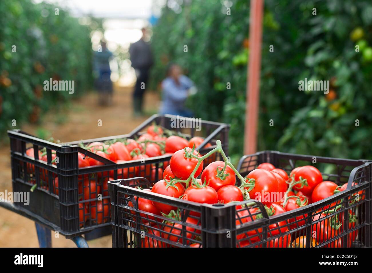 Crop of organic red tomatoes in crates in glasshouse, blurred people ...
