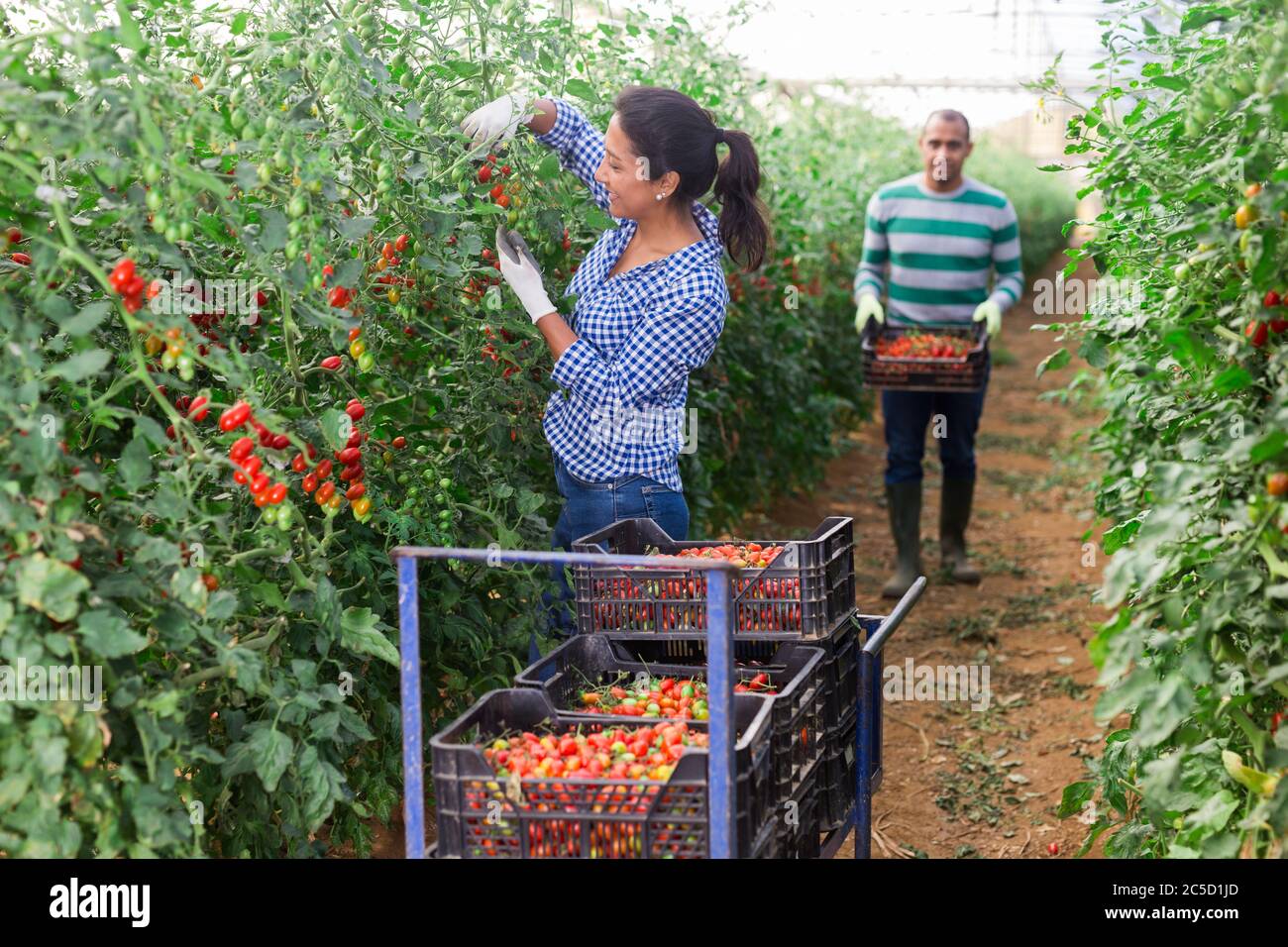 Farmers harvest tomatoes put hi-res stock photography and images - Alamy
