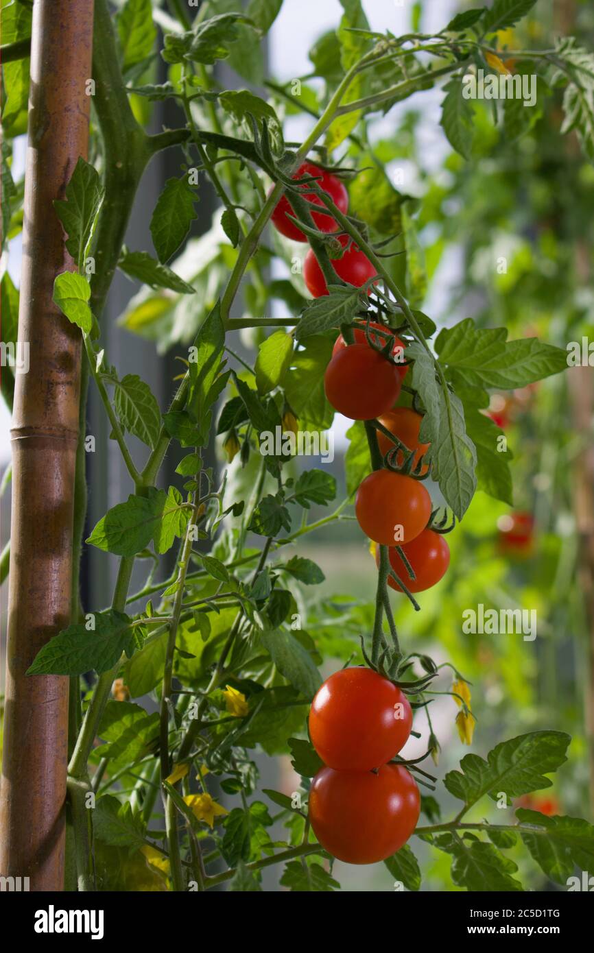 Cascading red cherry tomatoes on their plant growing. Rapunzel variety ...