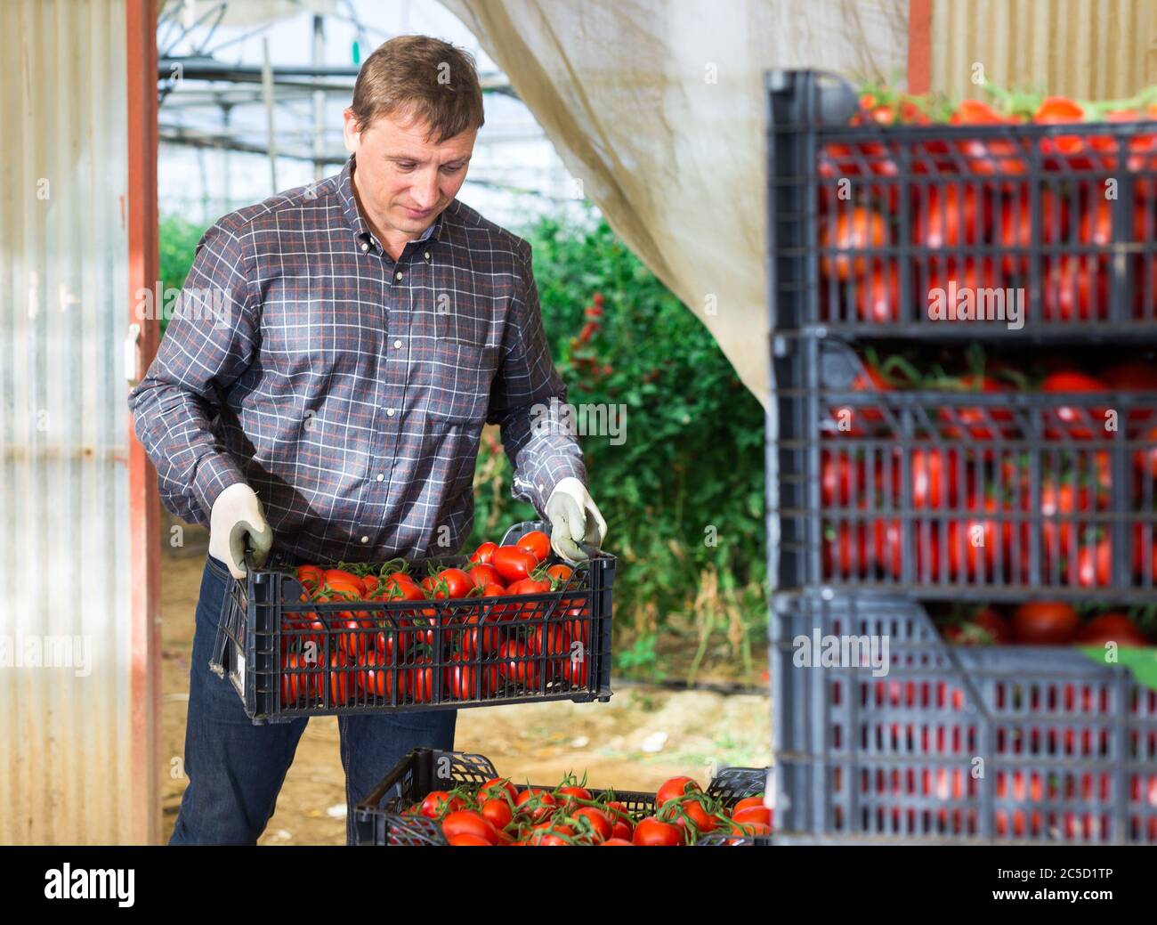 Focused man working at vegetables warehouse loading box with ripe ...
