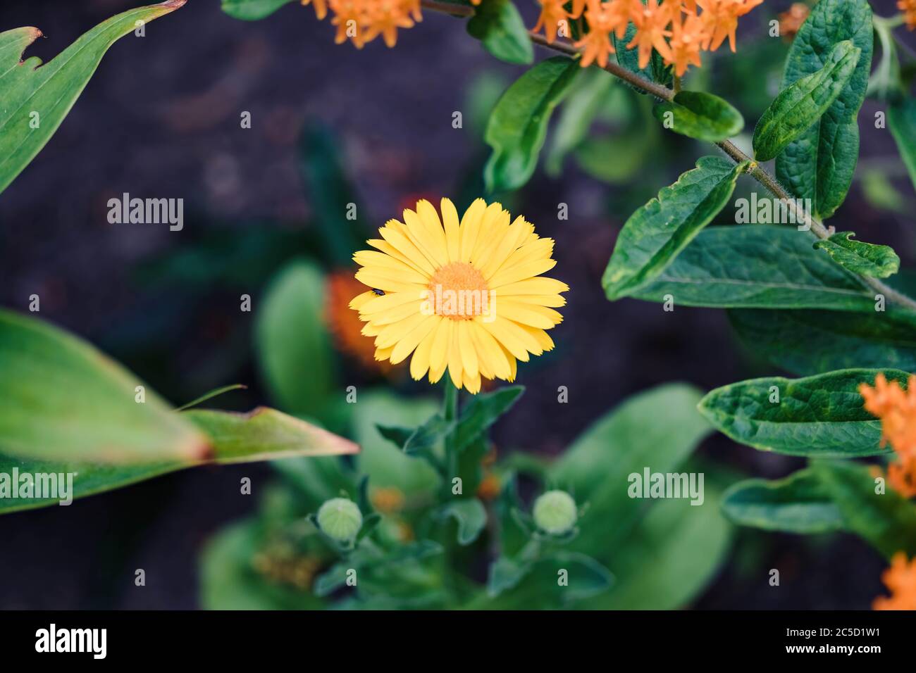 Marigold bloom hi-res stock photography and images - Alamy