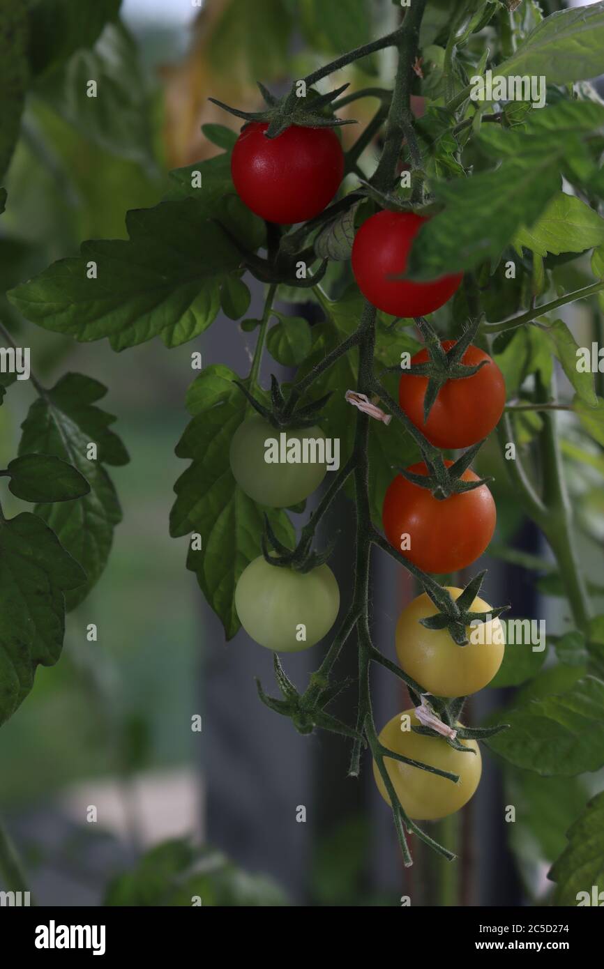 Cascading red cherry tomatoes on their plant growing. Rapunzel variety ...