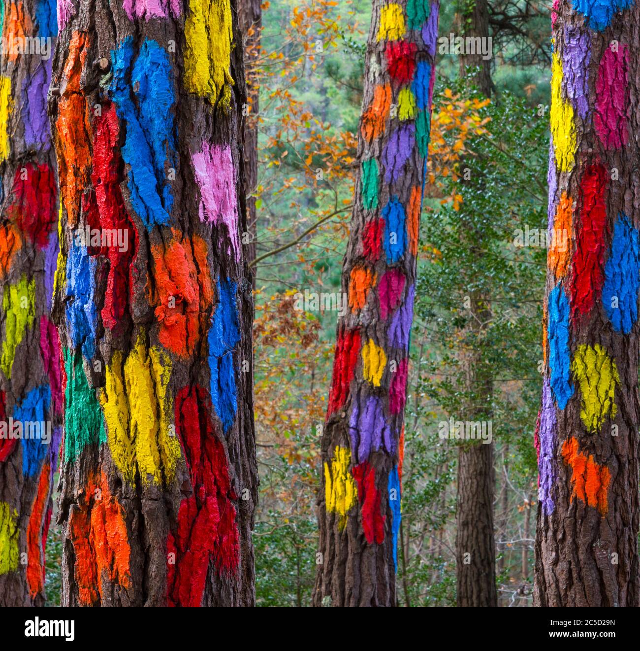 Painted forest, Oma Valley, Urdaibai, Bizkaia, Basque Country, Spain ...