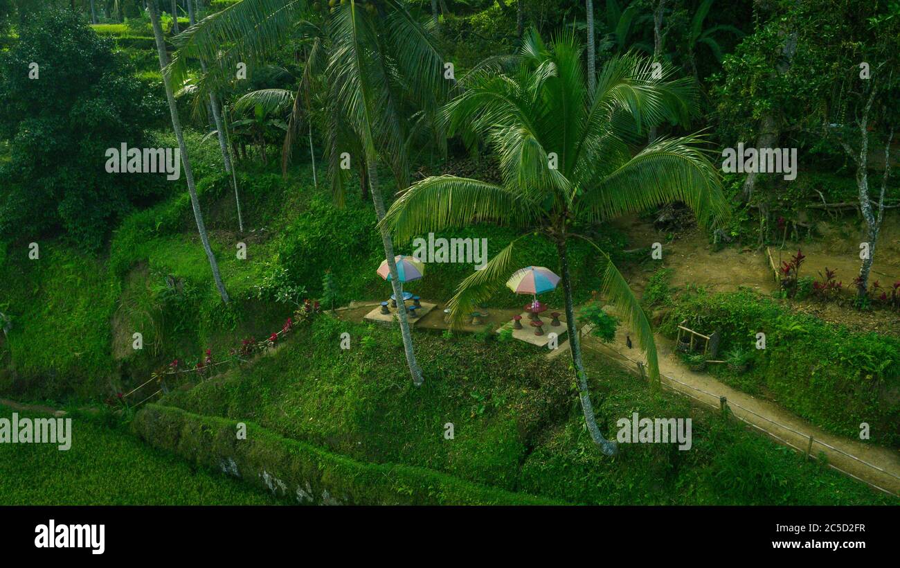 amazing terrace to take a tea between rice fields in bali Stock Photo ...