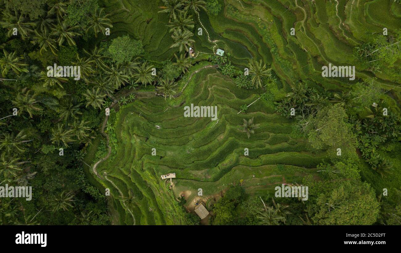 drone view of rice plantation in bali with path to walk around and ...
