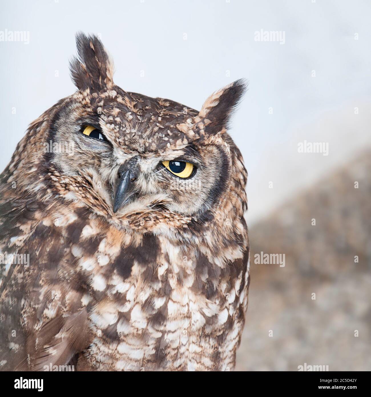 Upper body of an owl Stock Photo - Alamy