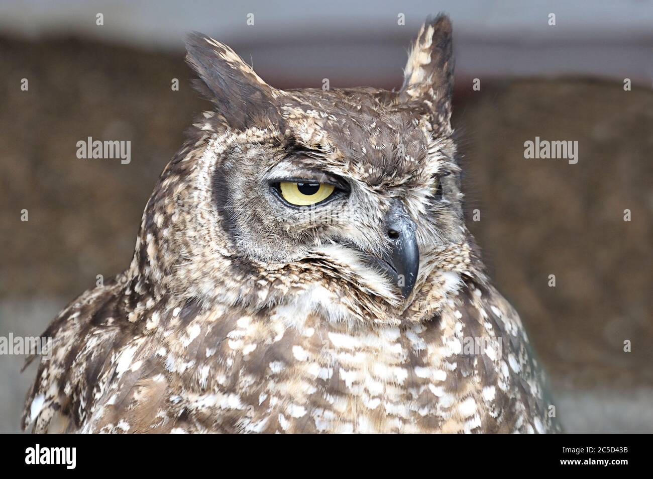 Upper body of an owl Stock Photo - Alamy