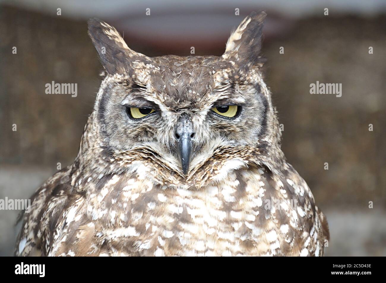 Upper body of an owl Stock Photo - Alamy