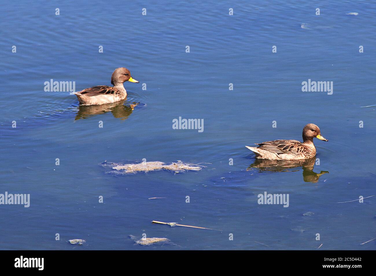 Ducks on Laguna Nimez Reserva in El Calafate, Patagonia, Argentina ...