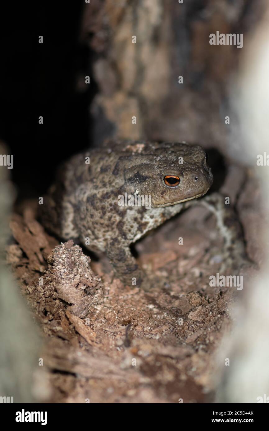 Toad with orange eyes hiding between tree roots in the shade. Eye is in ...