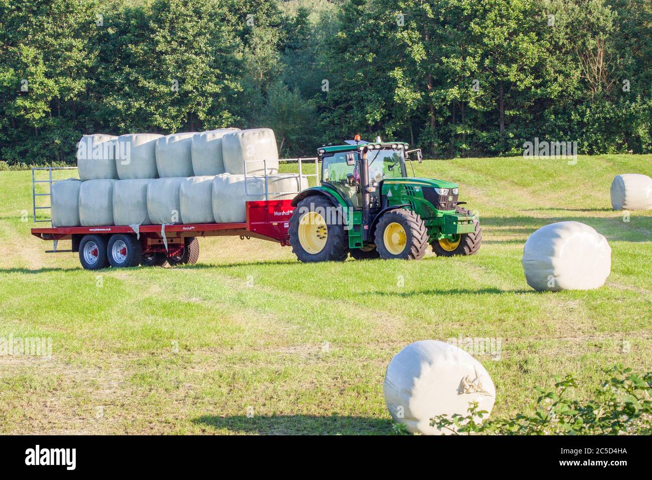 Farm worker collecting in full trailer load of round haylage bales that ...