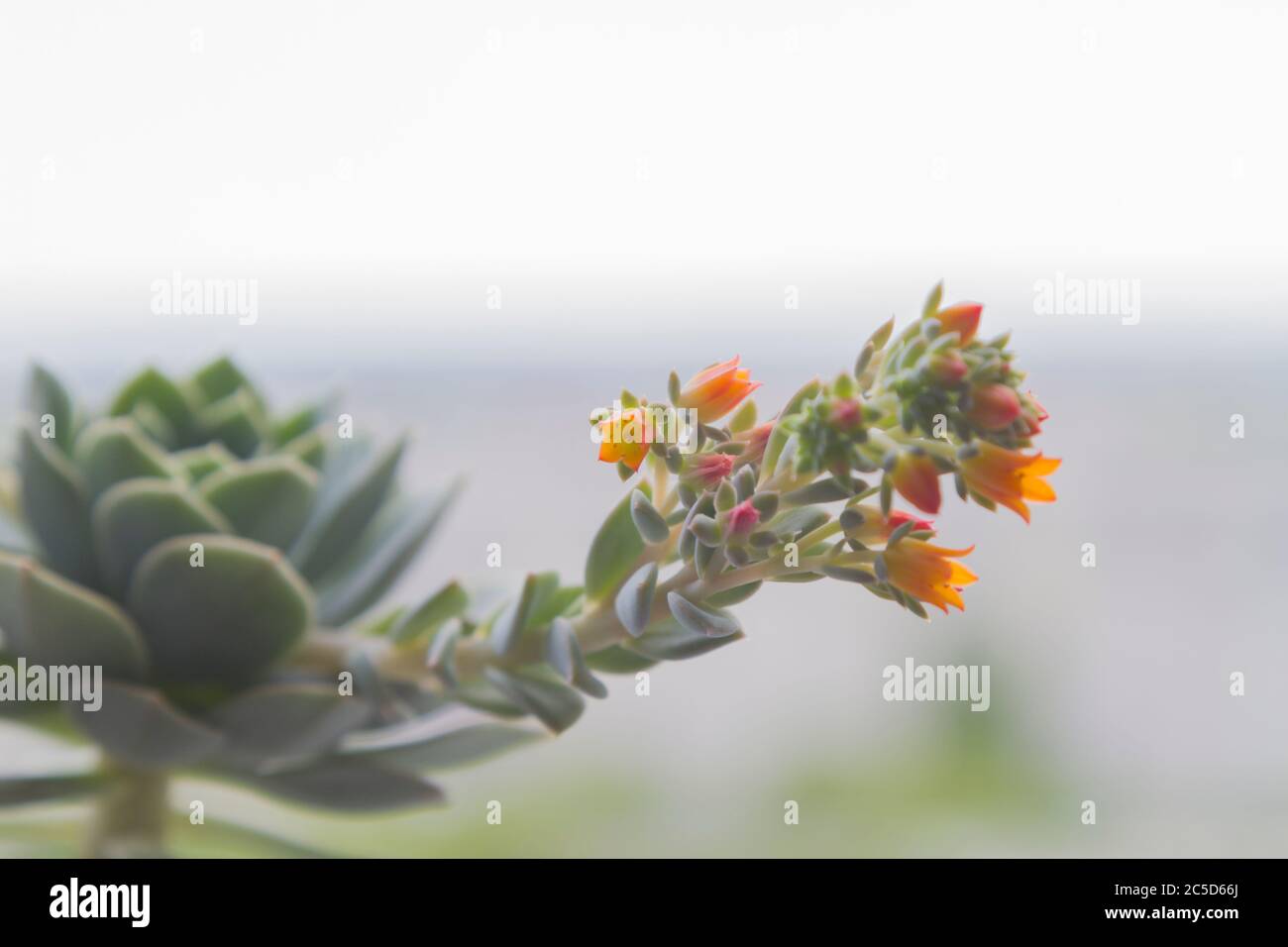 The succulent echeveria blooms in bright orange colors. The flower stands on the windowsill ...