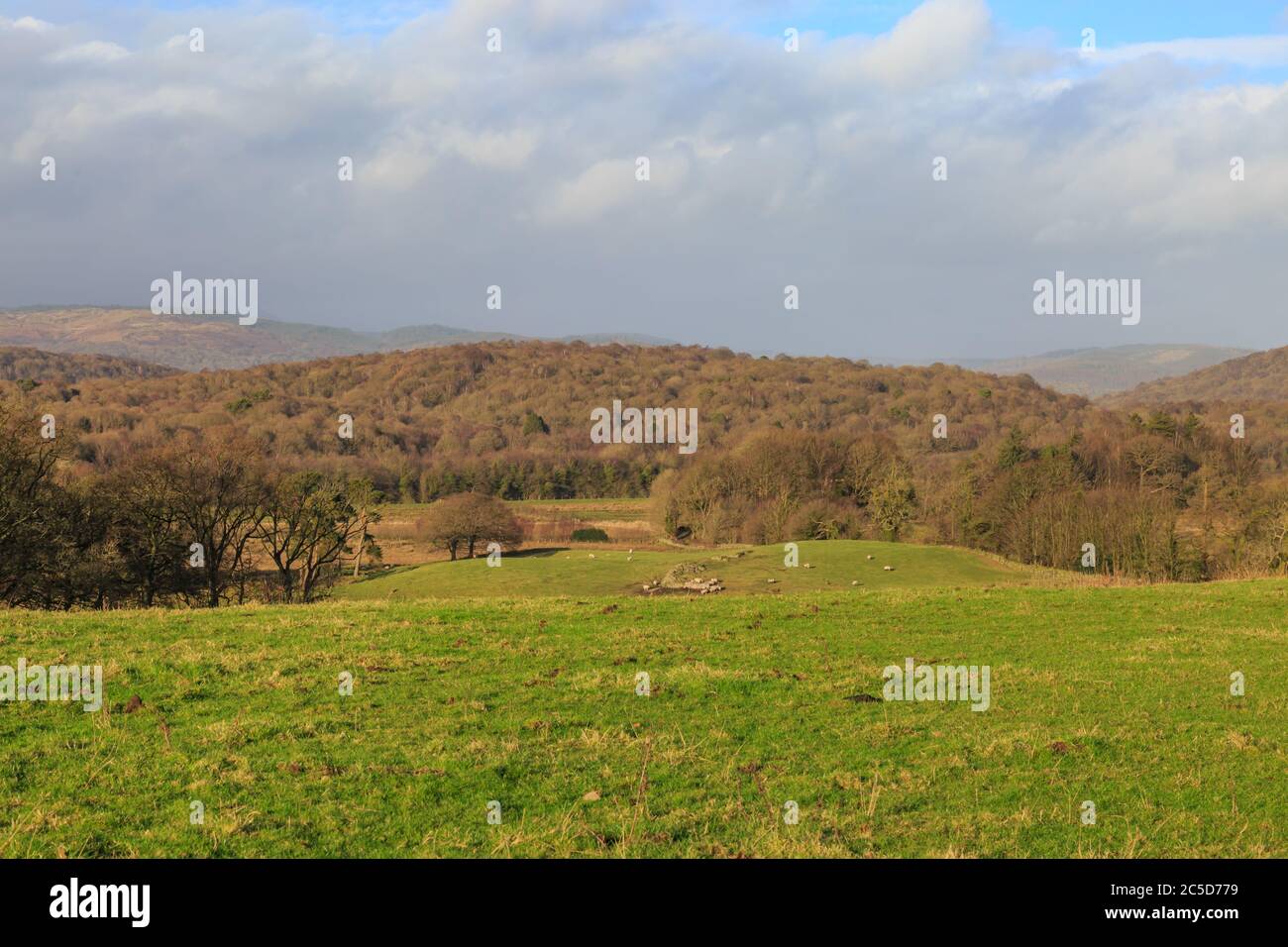 A photograph of a Cumbrian landscape with sheep in the distance Stock ...