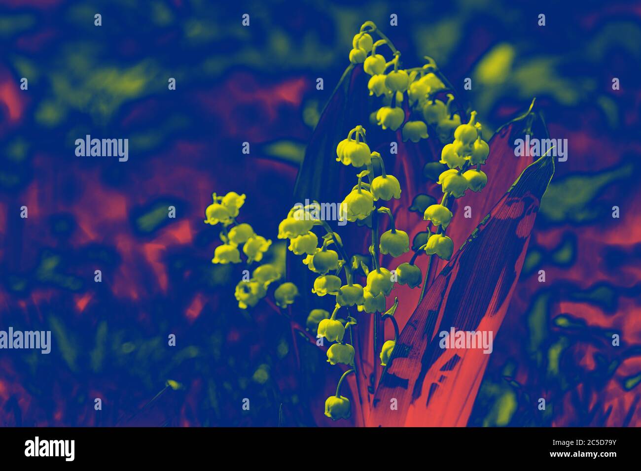 Red mayflower blossom hi-res stock photography and images - Alamy
