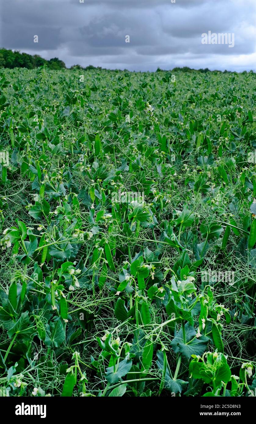 pea crop in field, north norfolk, england Stock Photo - Alamy