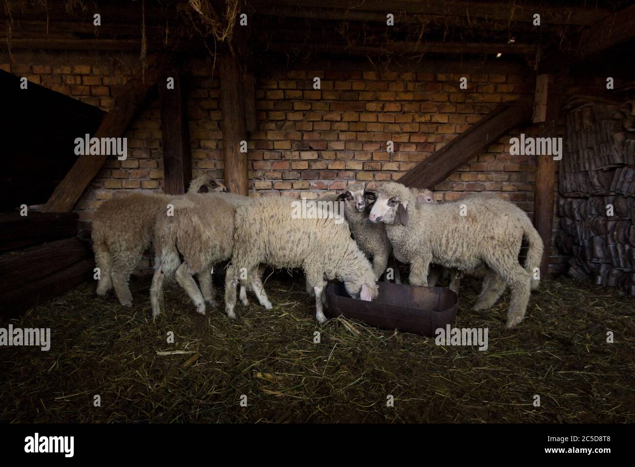 Flock of sheeps resting on straw in stables. These sheeps, mainly white ...