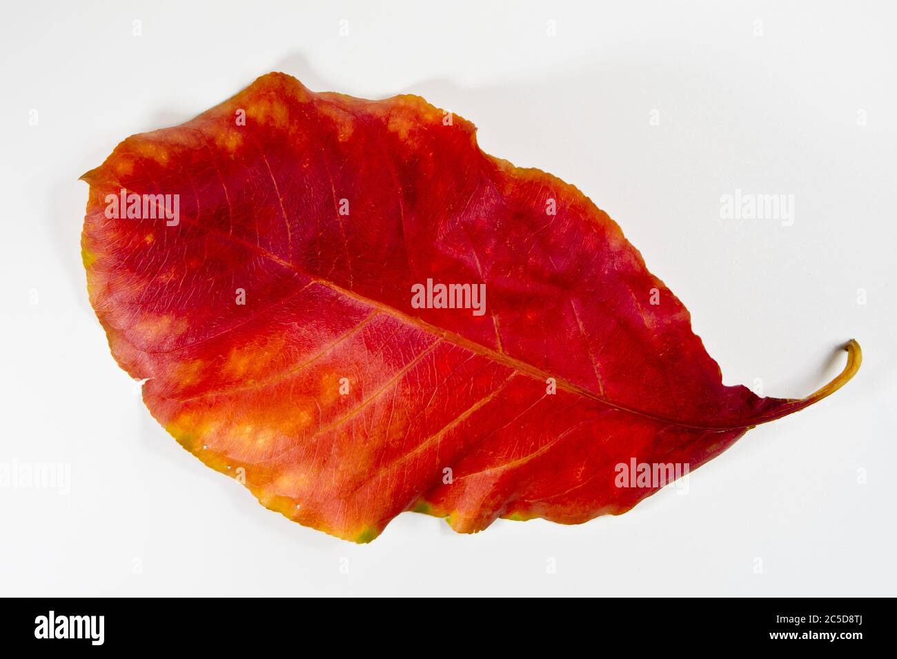 Big red leaf of Tummy-wood Stock Photo - Alamy