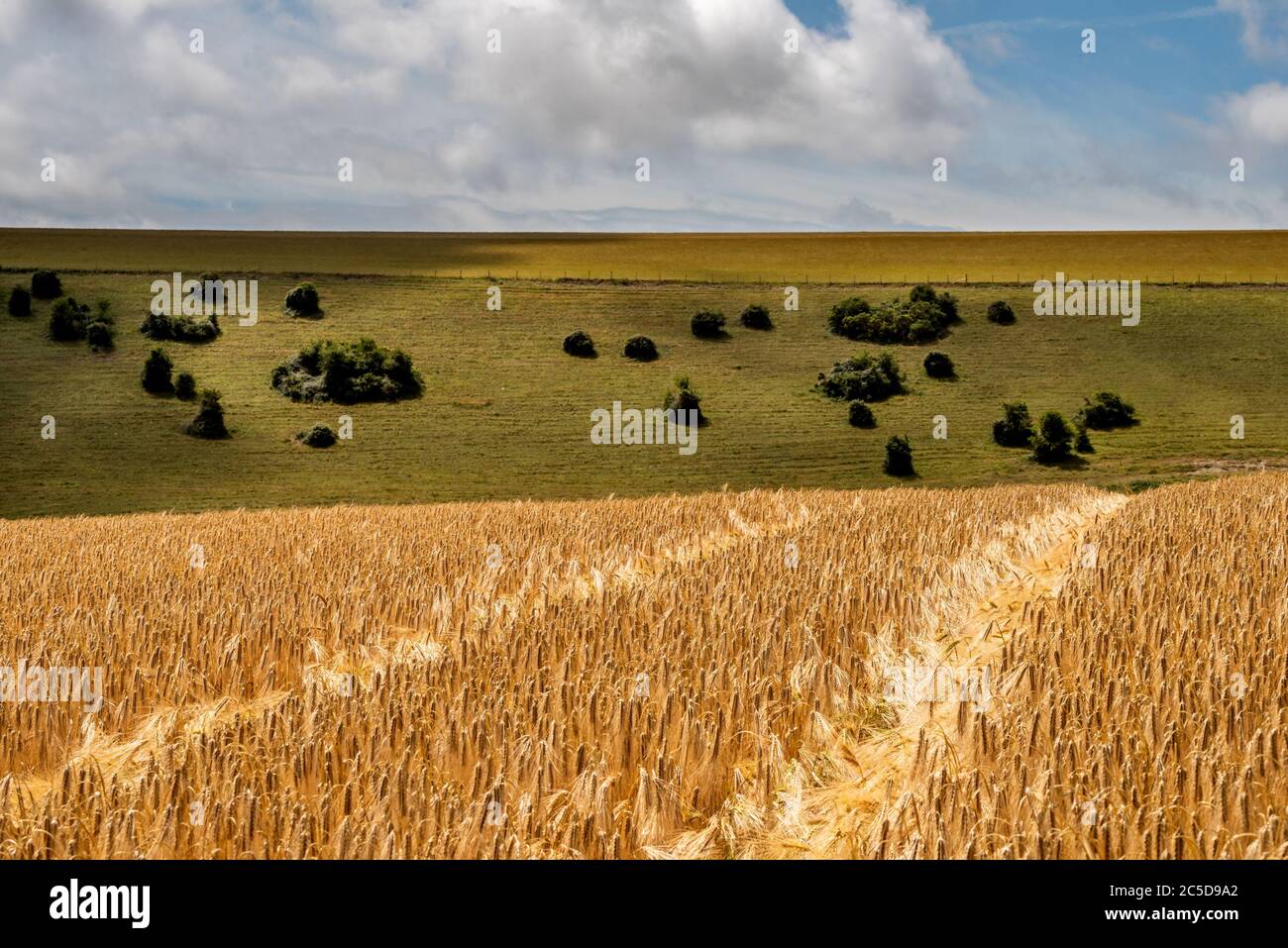 Brighton UK July 1st 2020: The countryside at Falmer, on the outskirts ...