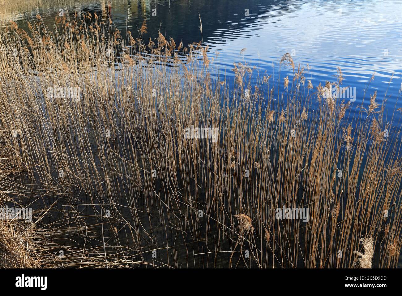 Lakeside of Lake Aegeri (Ägerisee) with reed plamts and clear ...