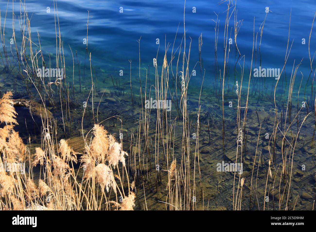 Lakeside of Lake Aegeri (Ägerisee) with reed plamts and clear ...