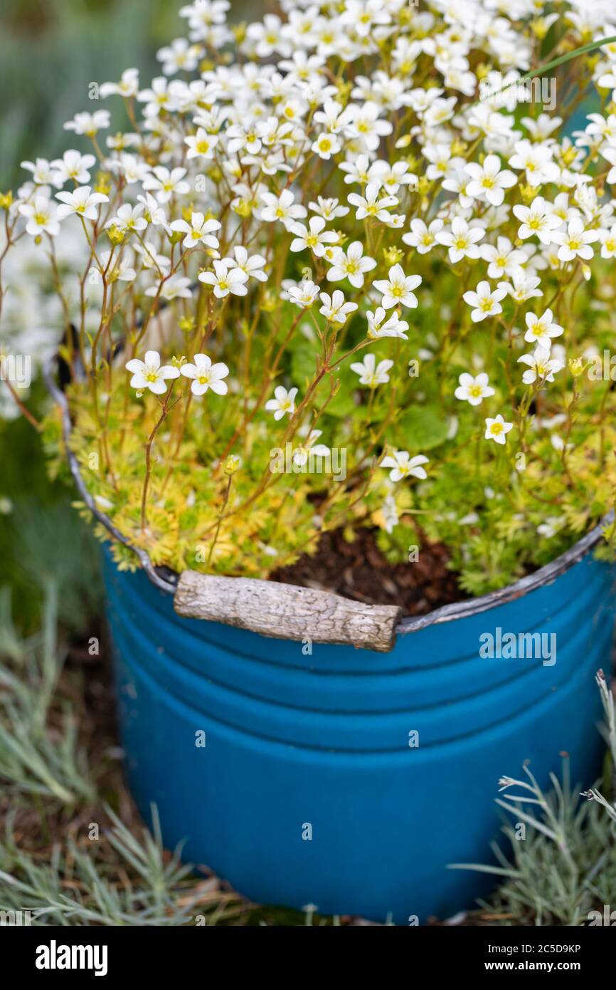 Flowering plant saxifrage with small white flowers in an old vintage ...