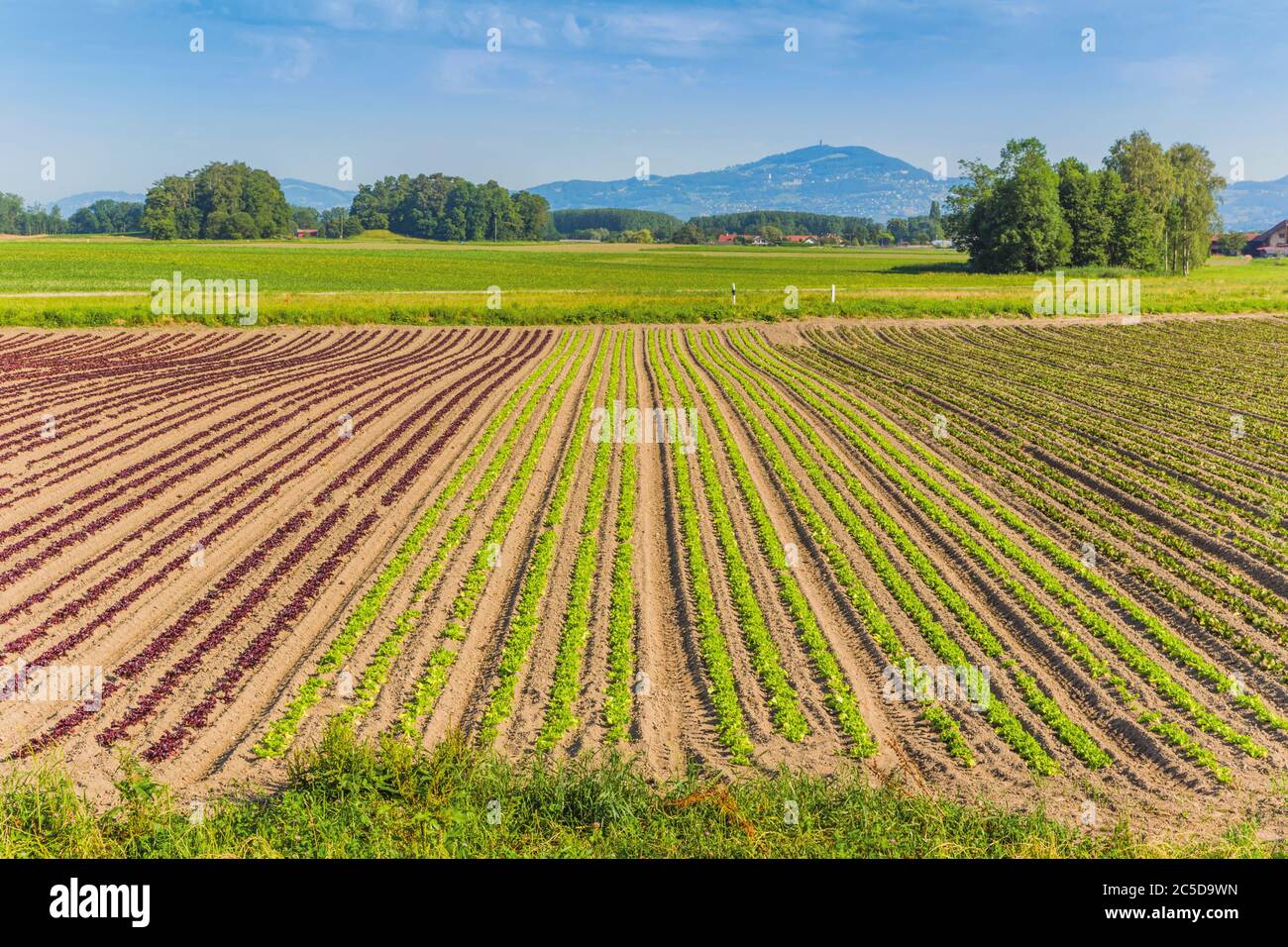 Planted fields hi-res stock photography and images - Alamy