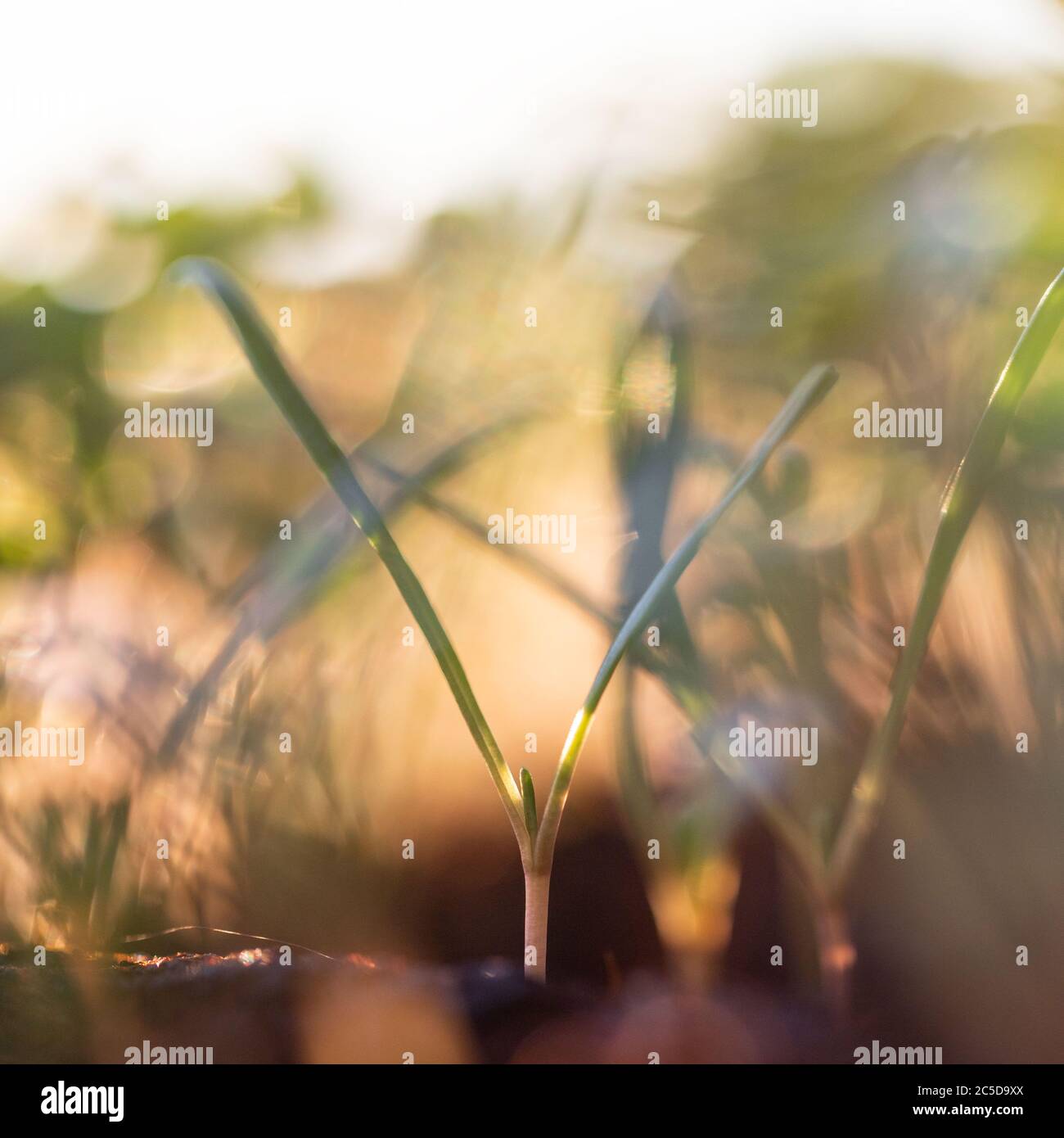 Planting summer spinach hi-res stock photography and images - Alamy