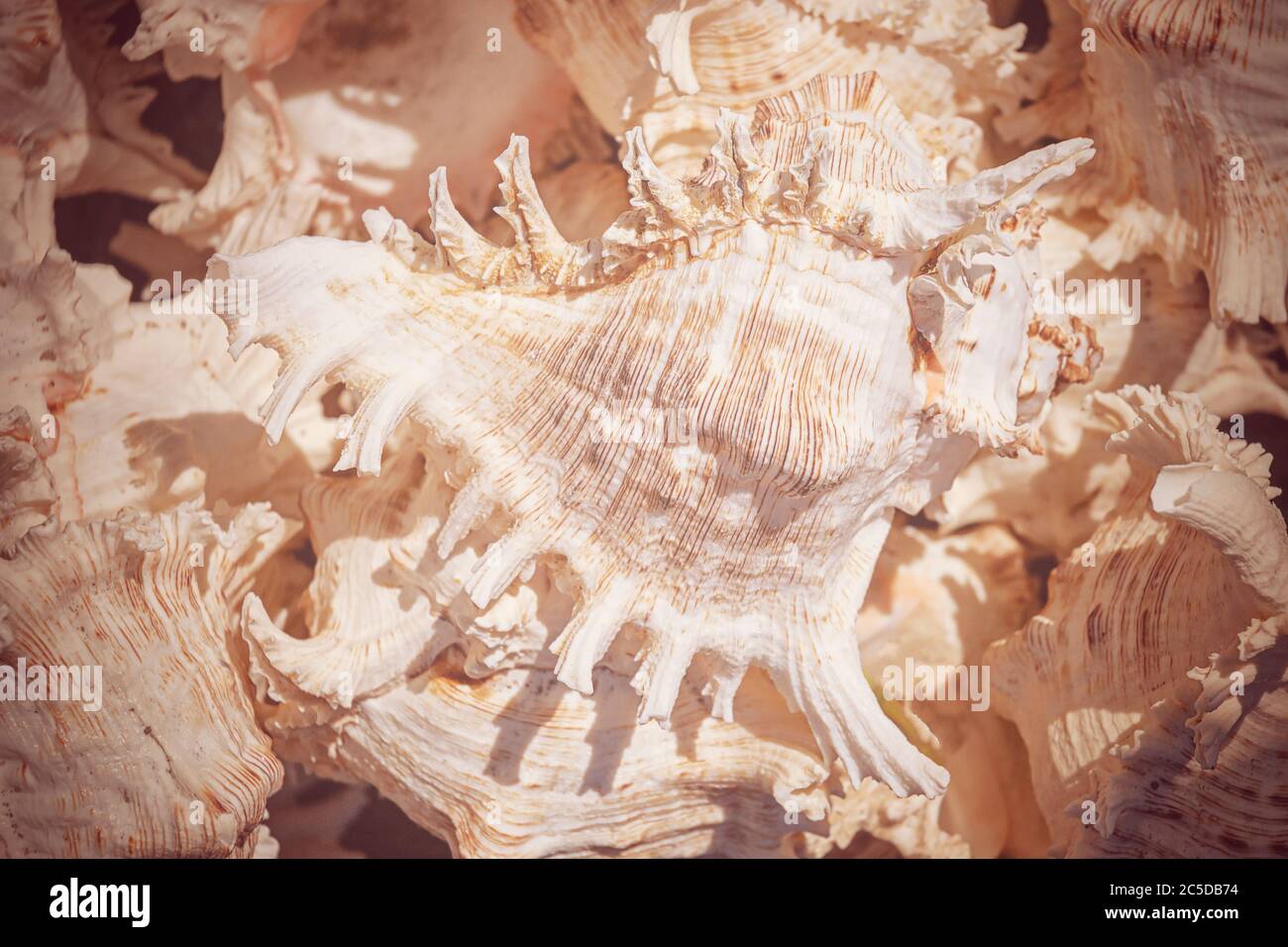 Sea mollusks close-up. Background from exotic shells. Concept group of ...