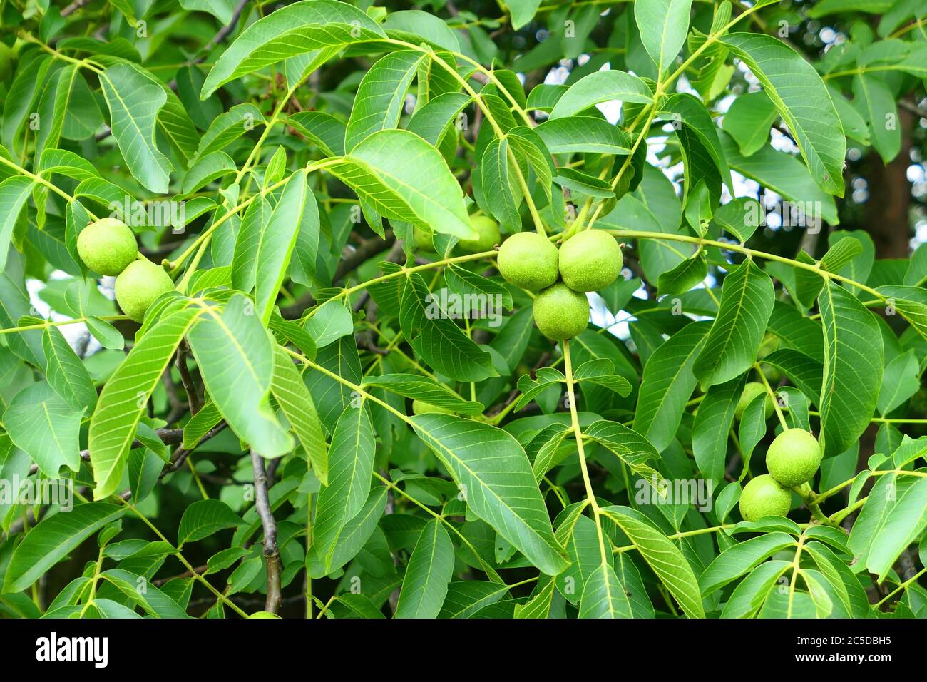 Green walnuts growing on the tree Stock Photo - Alamy