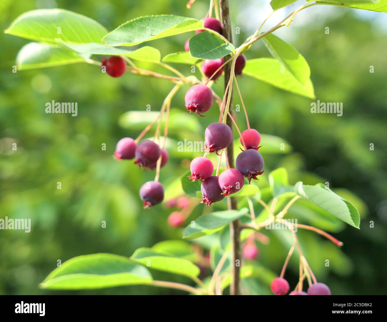 Saskatoon berry tree hi-res stock photography and images - Alamy