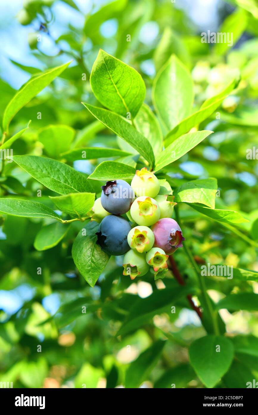 Blueberry fruits on branch hi-res stock photography and images - Alamy