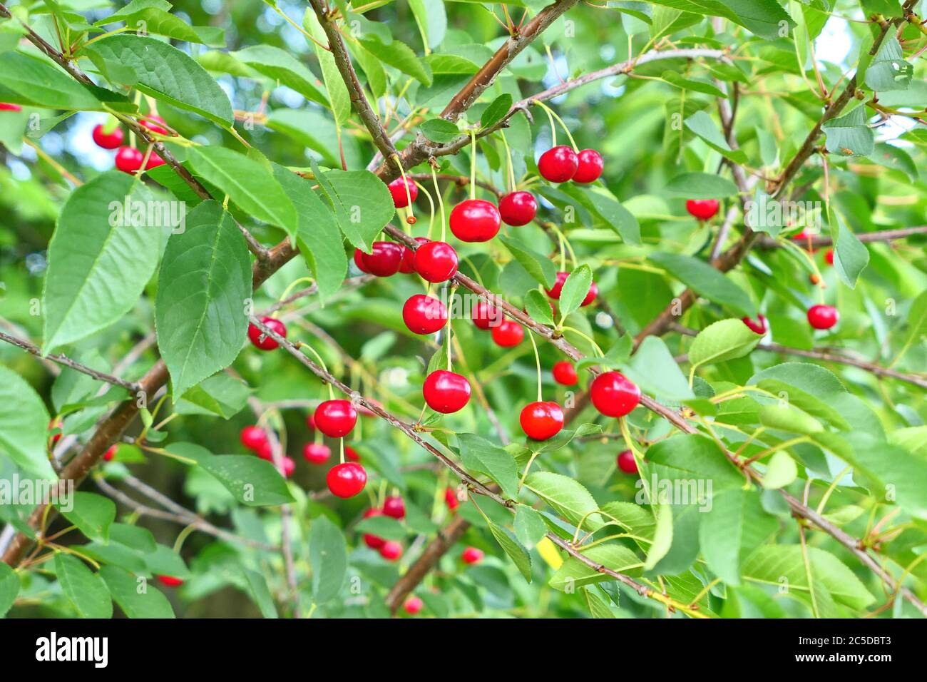 Sour cherry tree. Ripe red fruits Stock Photo - Alamy