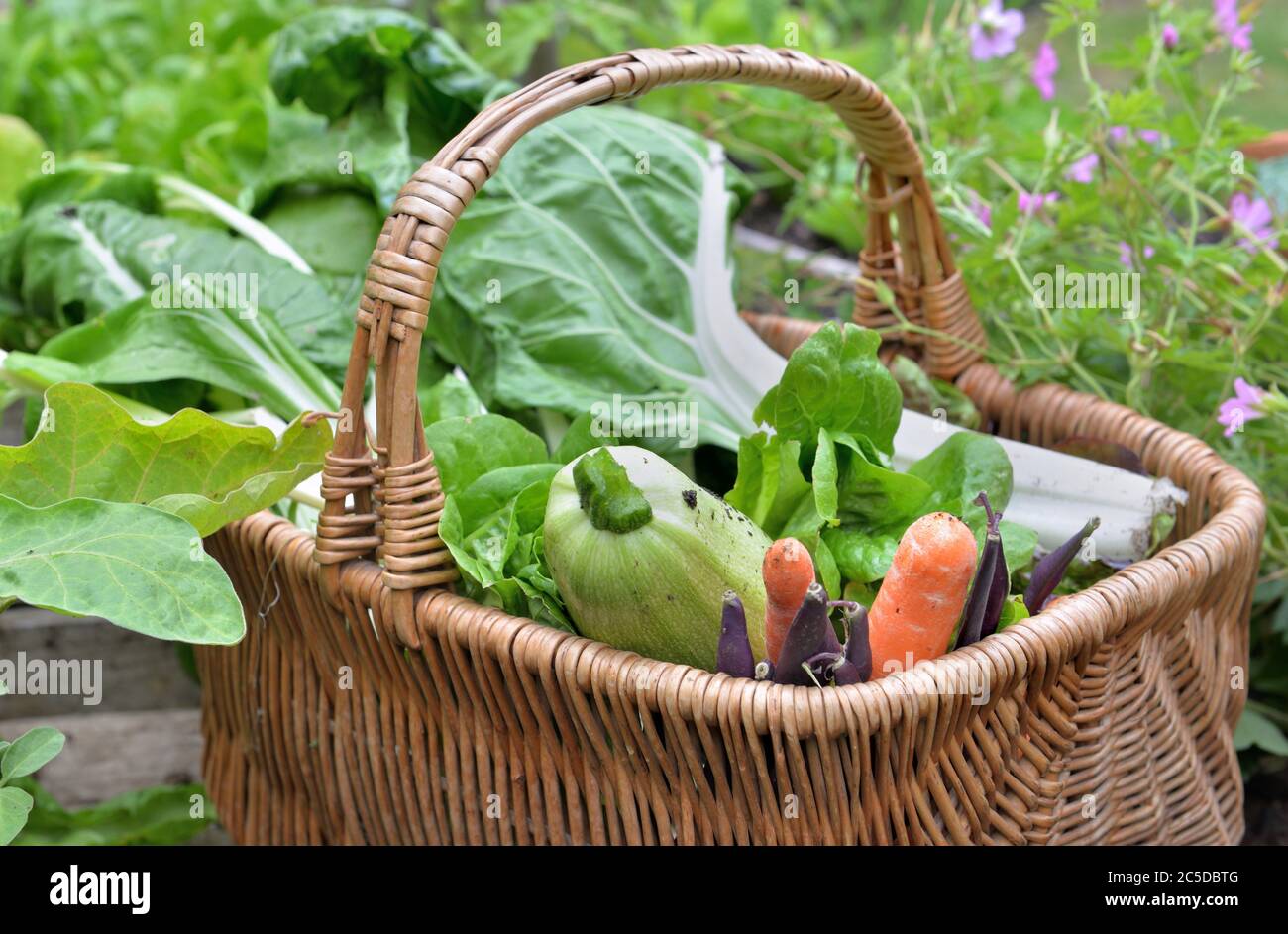 fresh vegetables in a wicker basket harvesting in garden Stock Photo ...