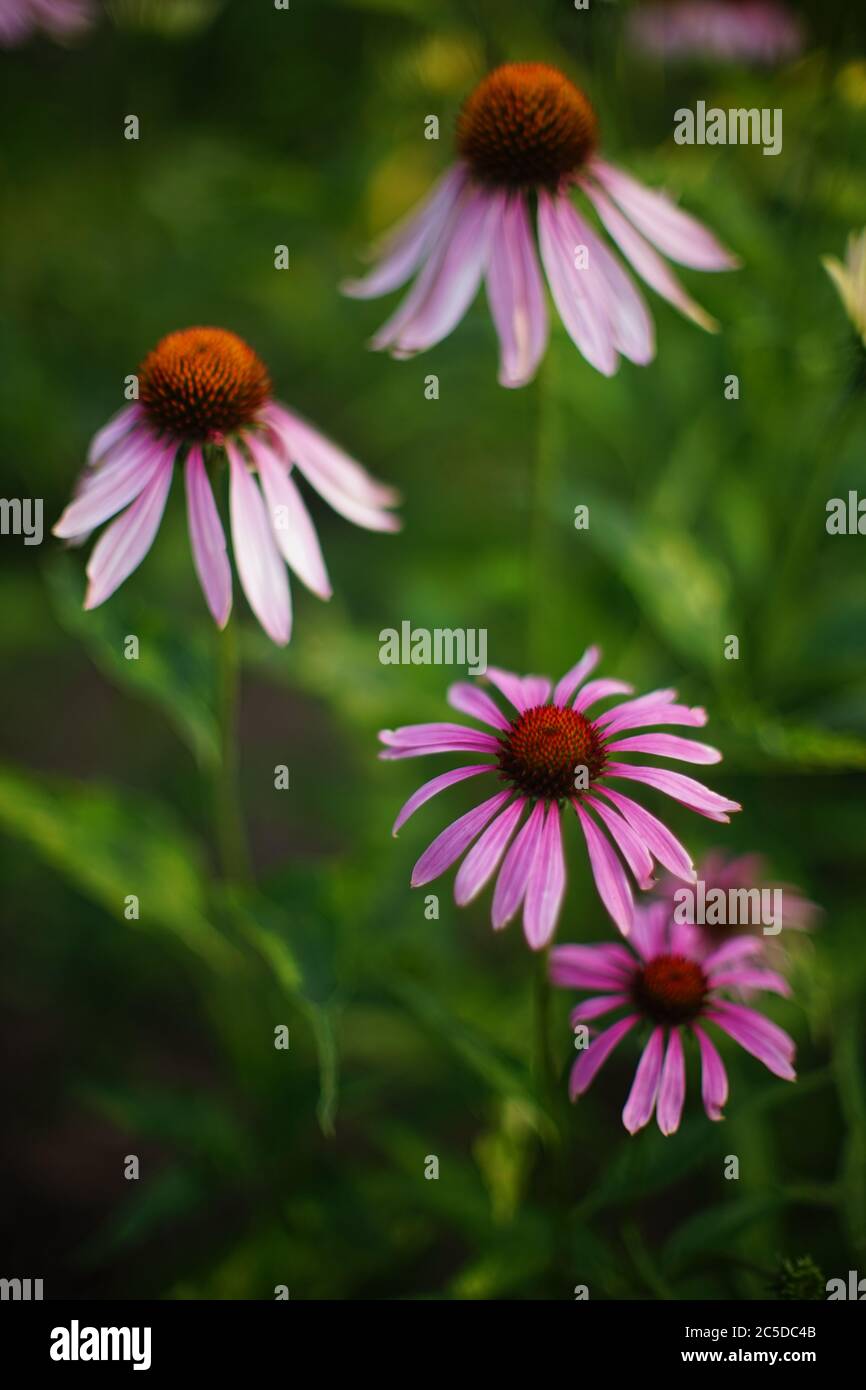Violet echinacea flowers grows in the summer garden. Side view, closeup ...