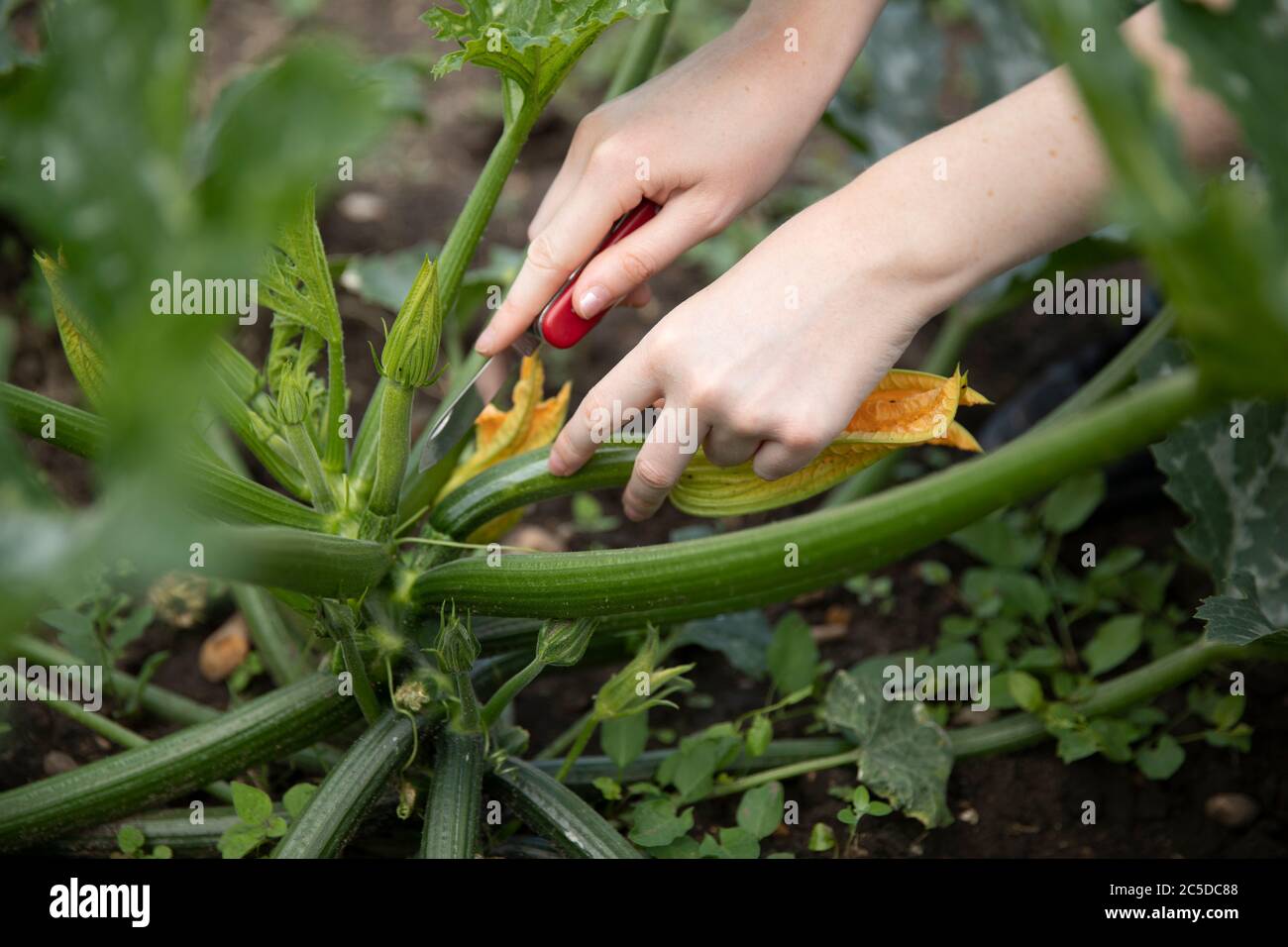 Courgette picking hi-res stock photography and images - Alamy
