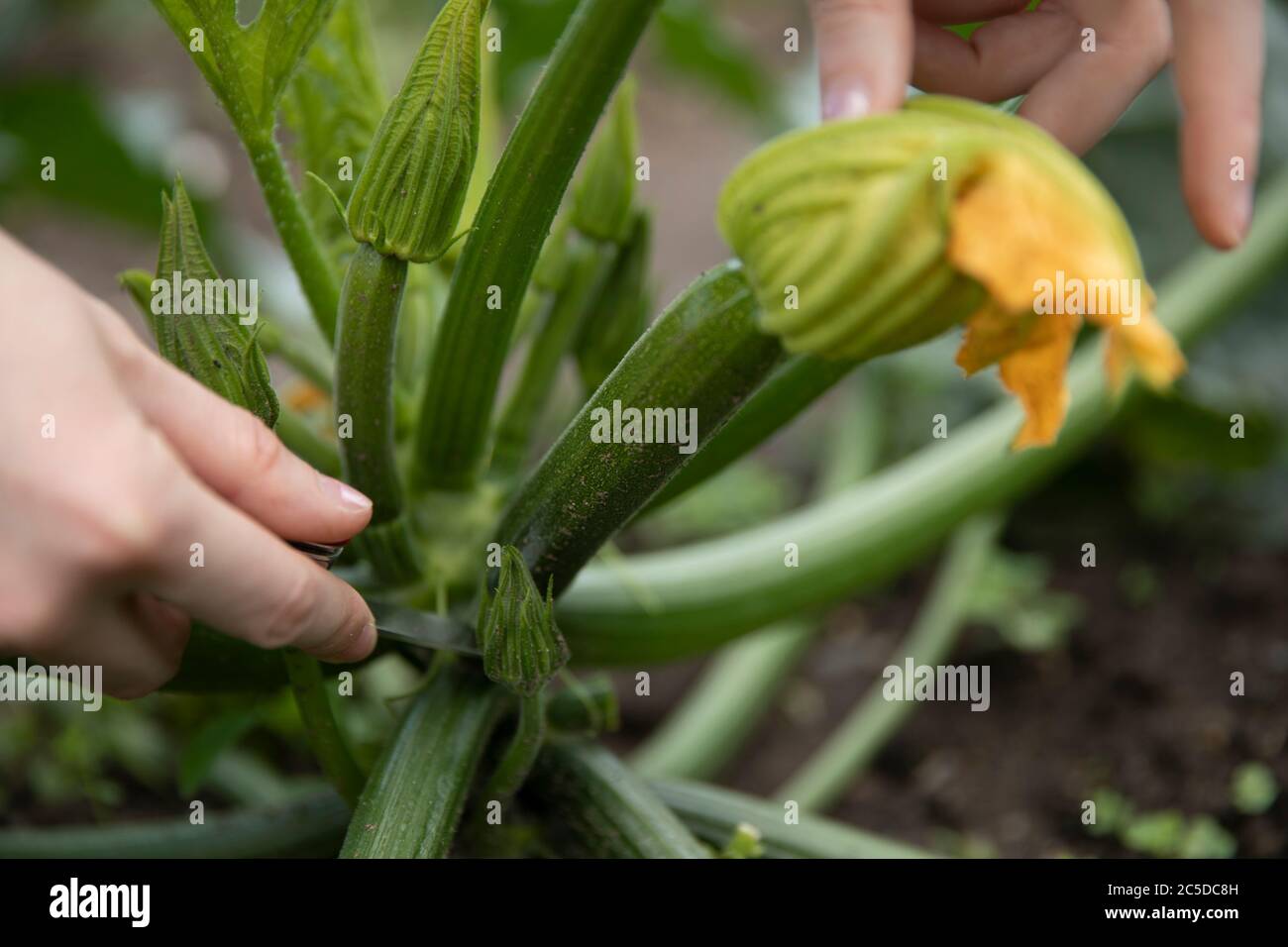 Courgette hand hi-res stock photography and images - Alamy