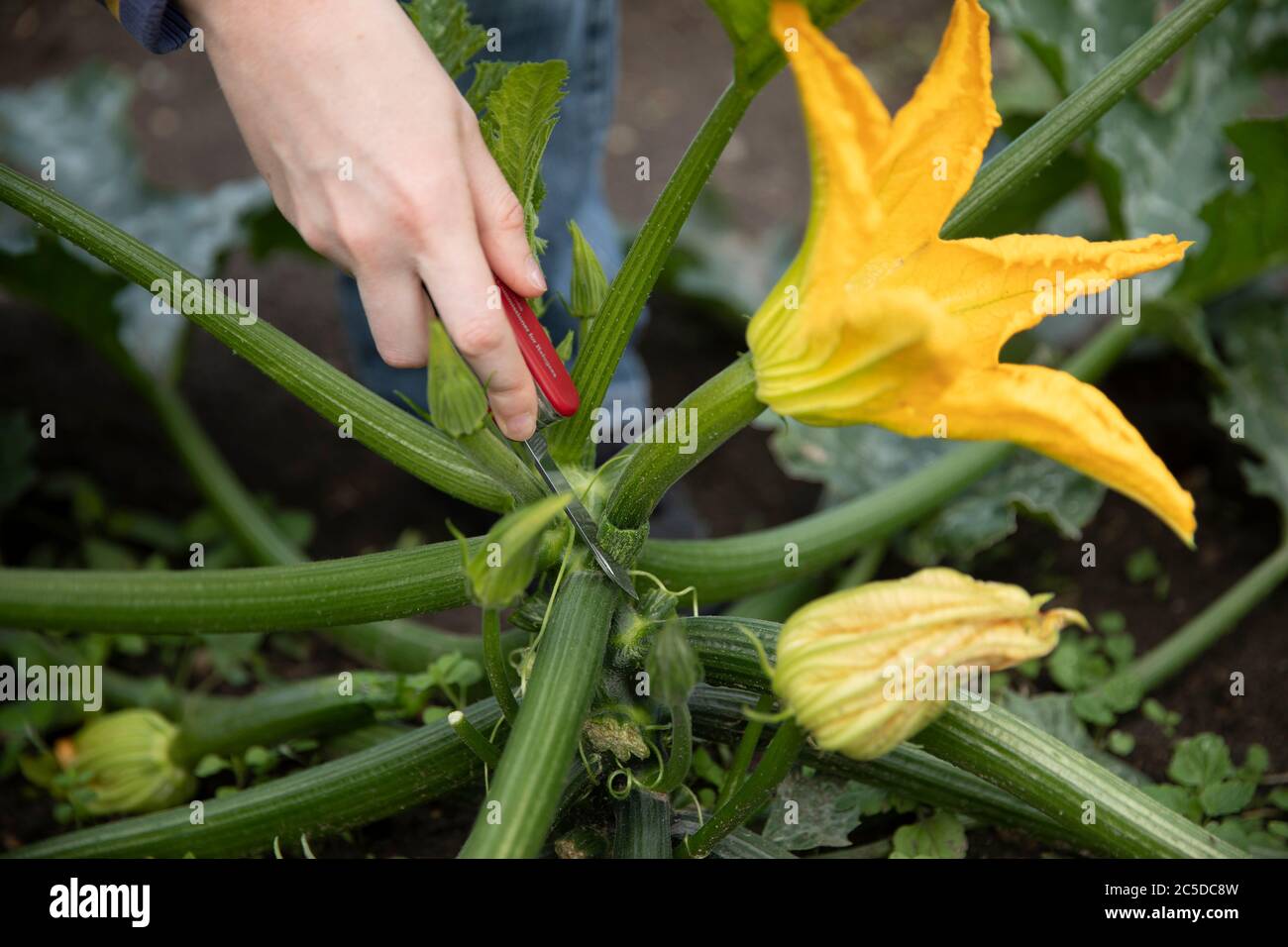 Courgette picking hi-res stock photography and images - Alamy