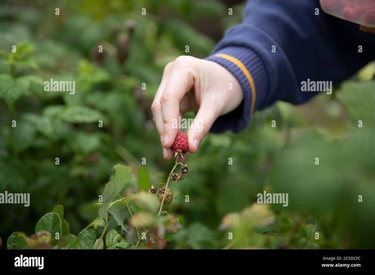 Raspberry Canes Allotment High Resolution Stock Photography and Images ...