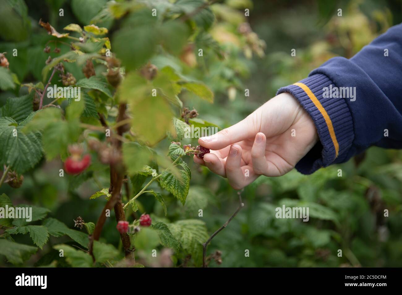 Raspberry Patch High Resolution Stock Photography and Images - Alamy