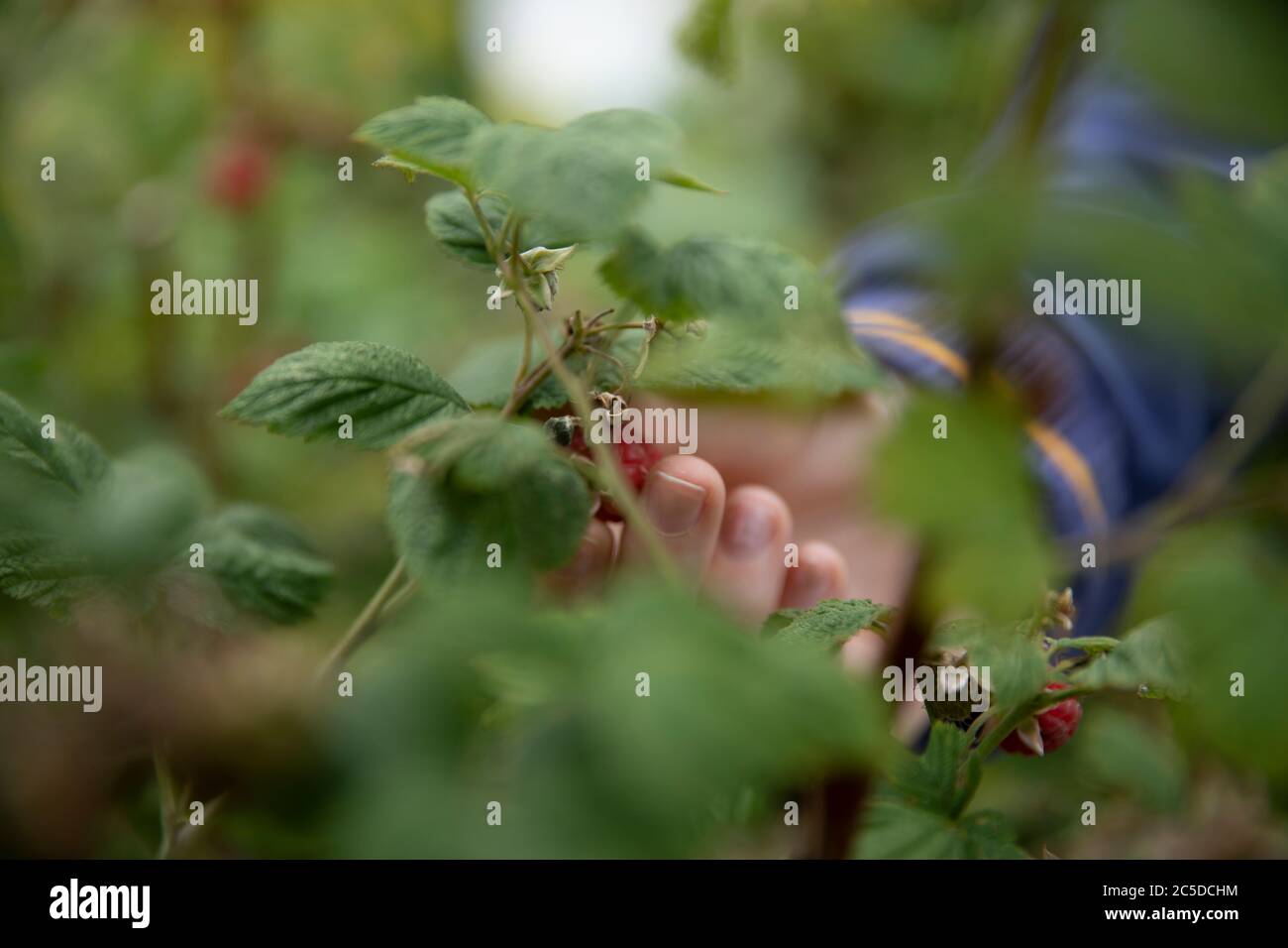 Raspberry canes allotment hi-res stock photography and images - Alamy
